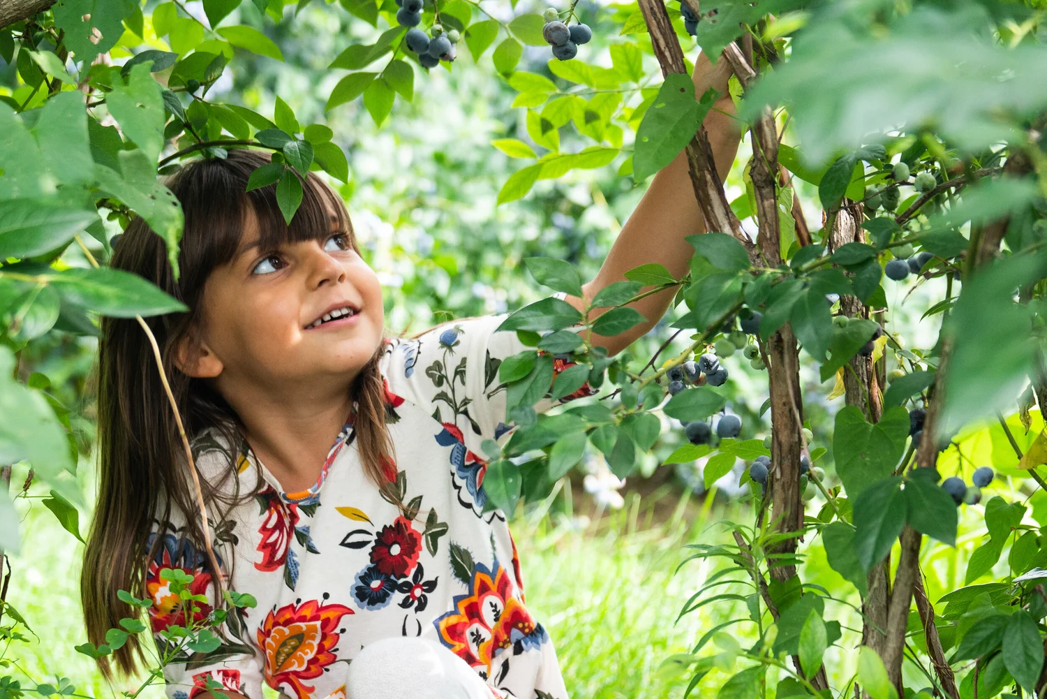 Home — County Line Orchard