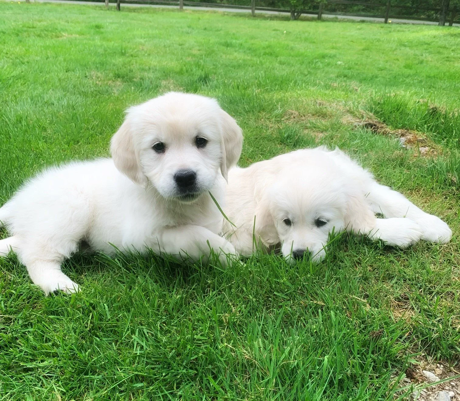 European Golden Retriever