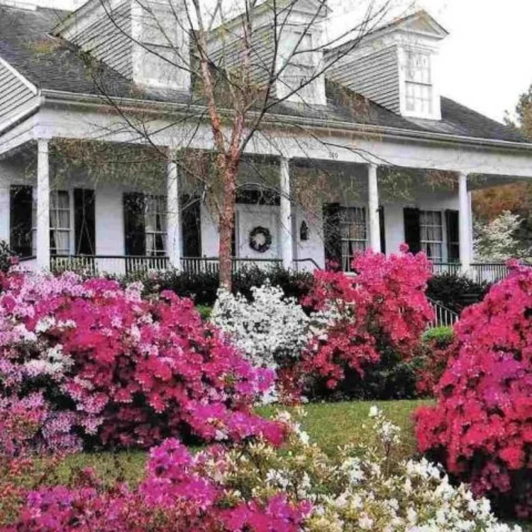 2024 Natchez Fall Pilgrimage: Discover Historic Southern Homes ...