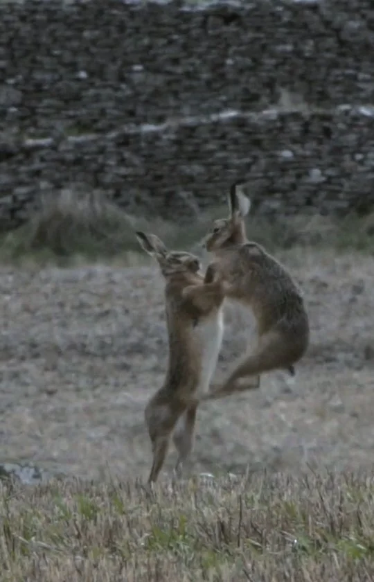 Domanski Photographic