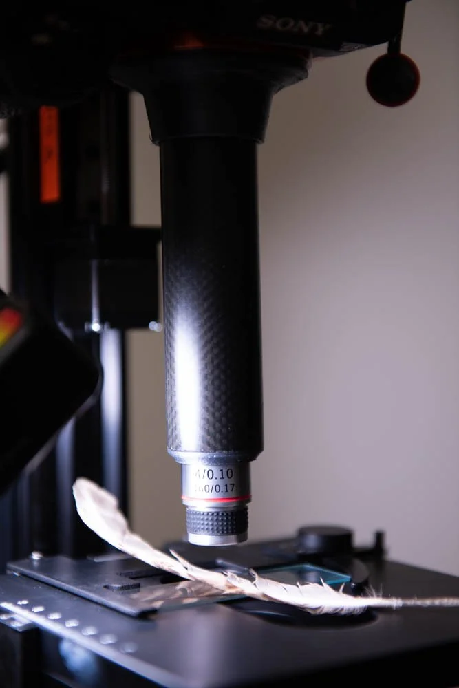 Smart macro modular microscope system — Domanski Photographic