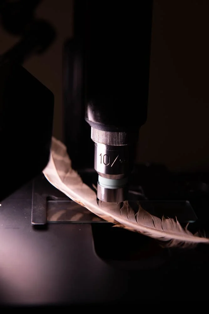 Smart macro modular microscope system — Domanski Photographic