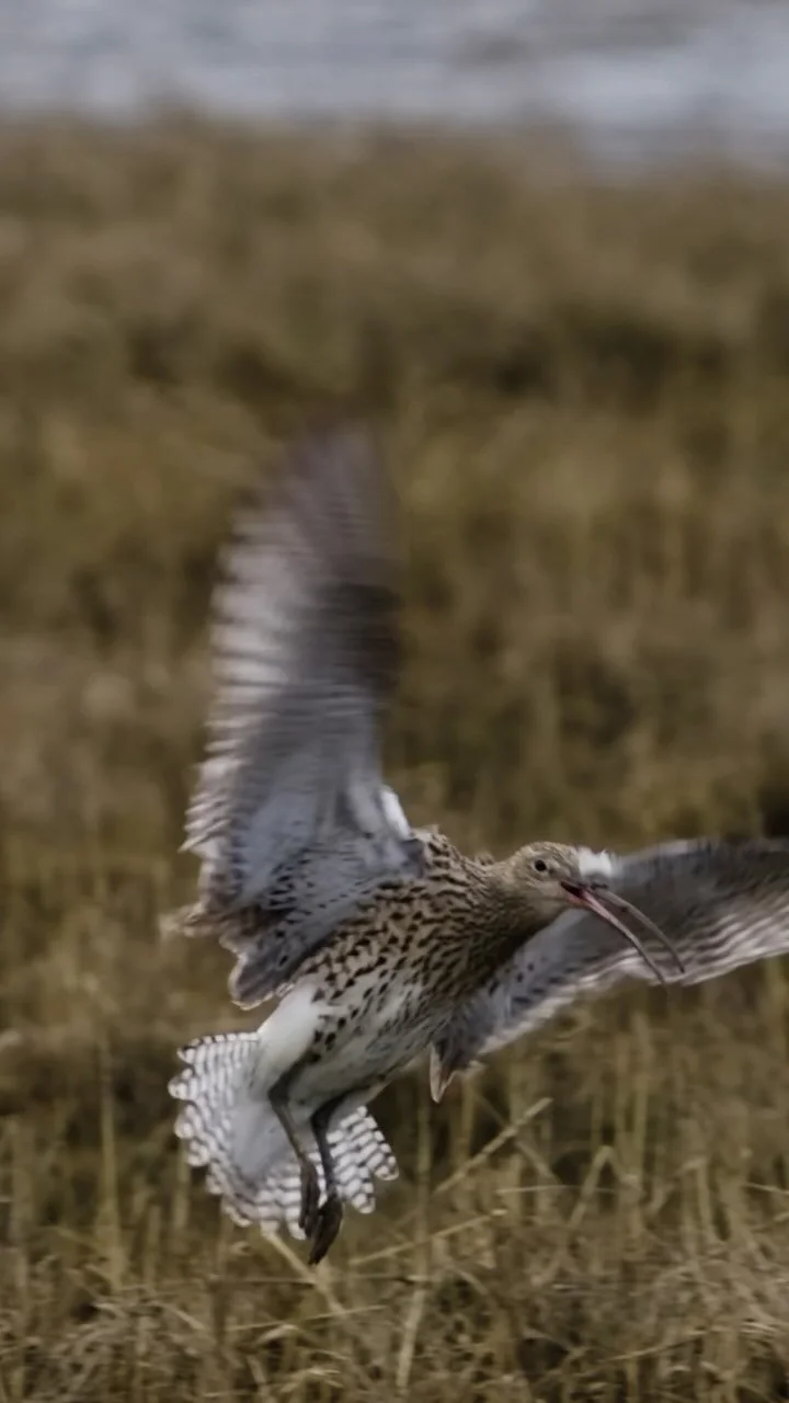 Domanski Photographic