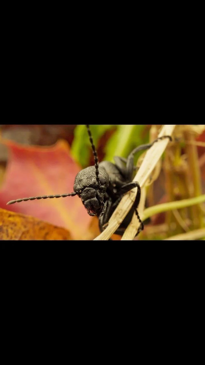 Domanski Photographic