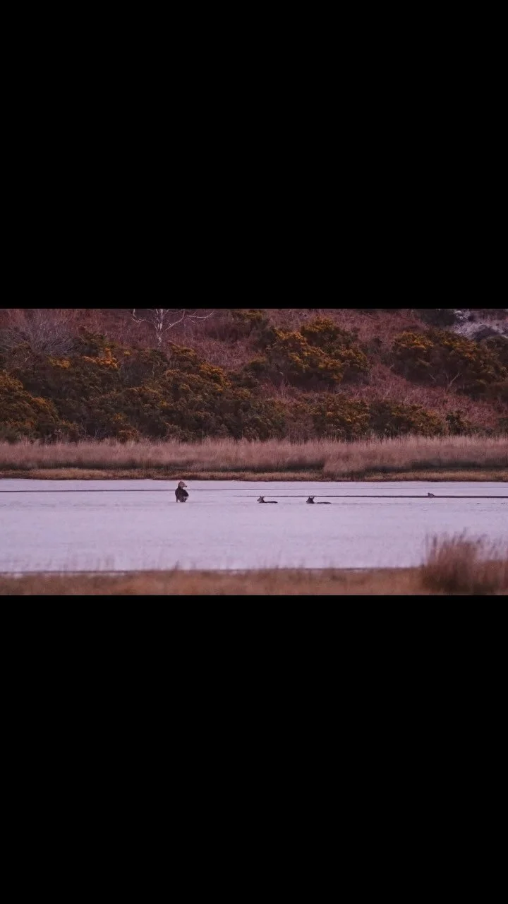 Domanski Photographic