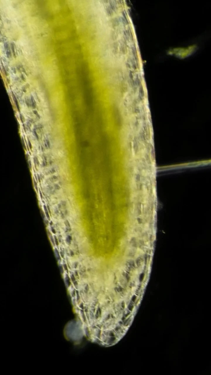 Domanski Photographic