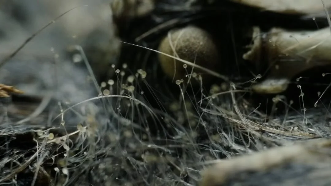 Domanski Photographic