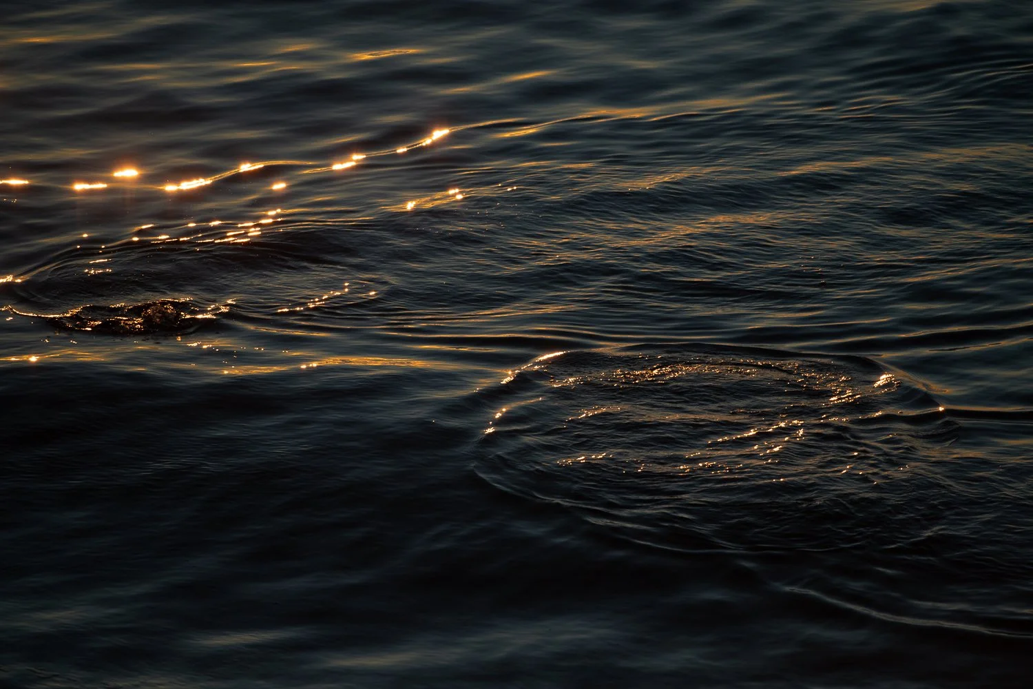 Domanski Photographic