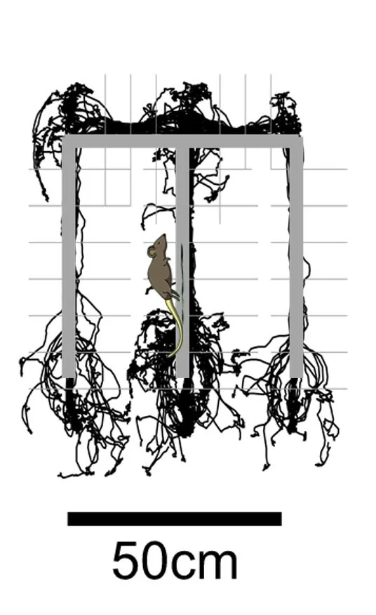 Wildlife cinematography under infrared light: Part 1 (background ...