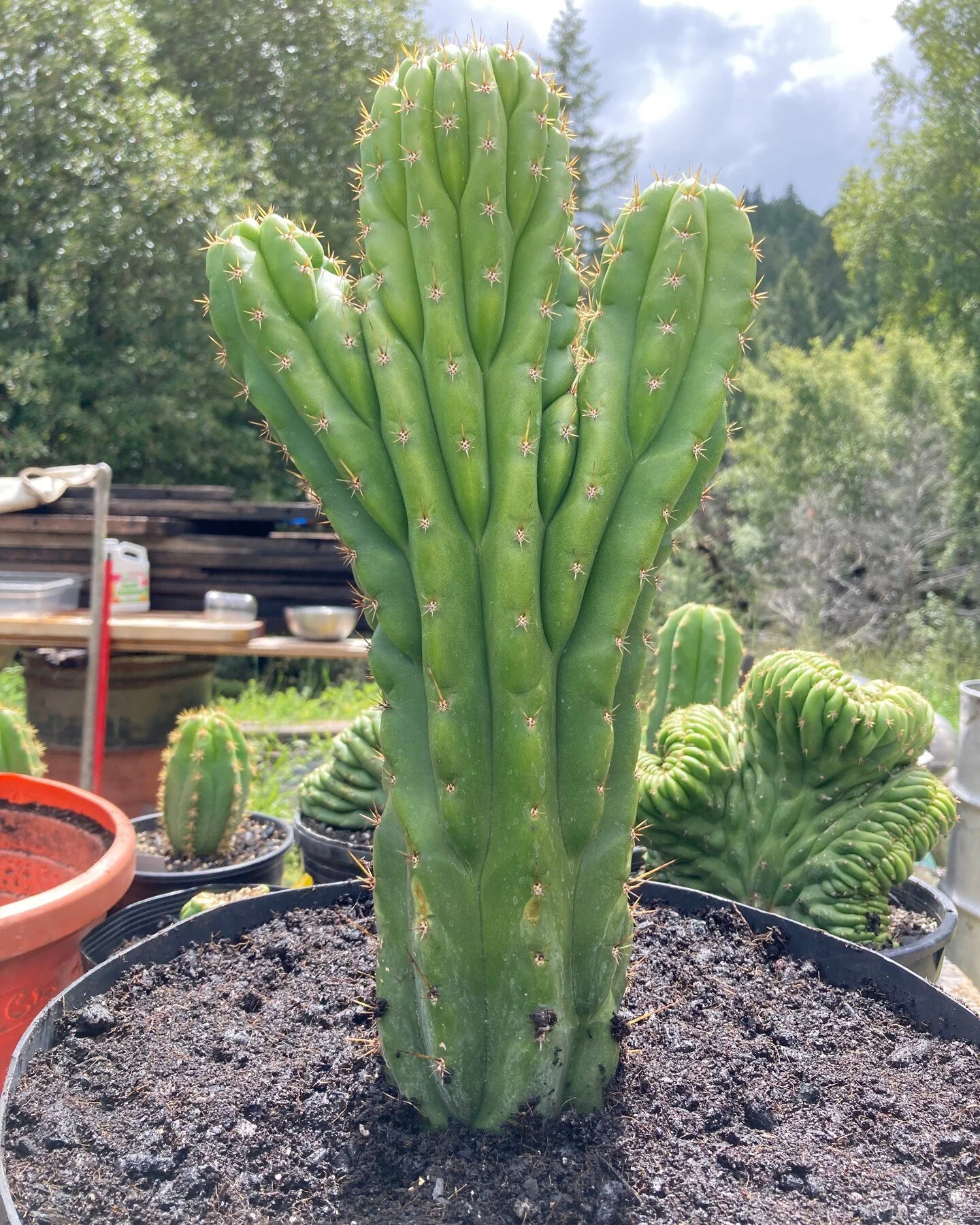 STORE — TEAM WACHUMA