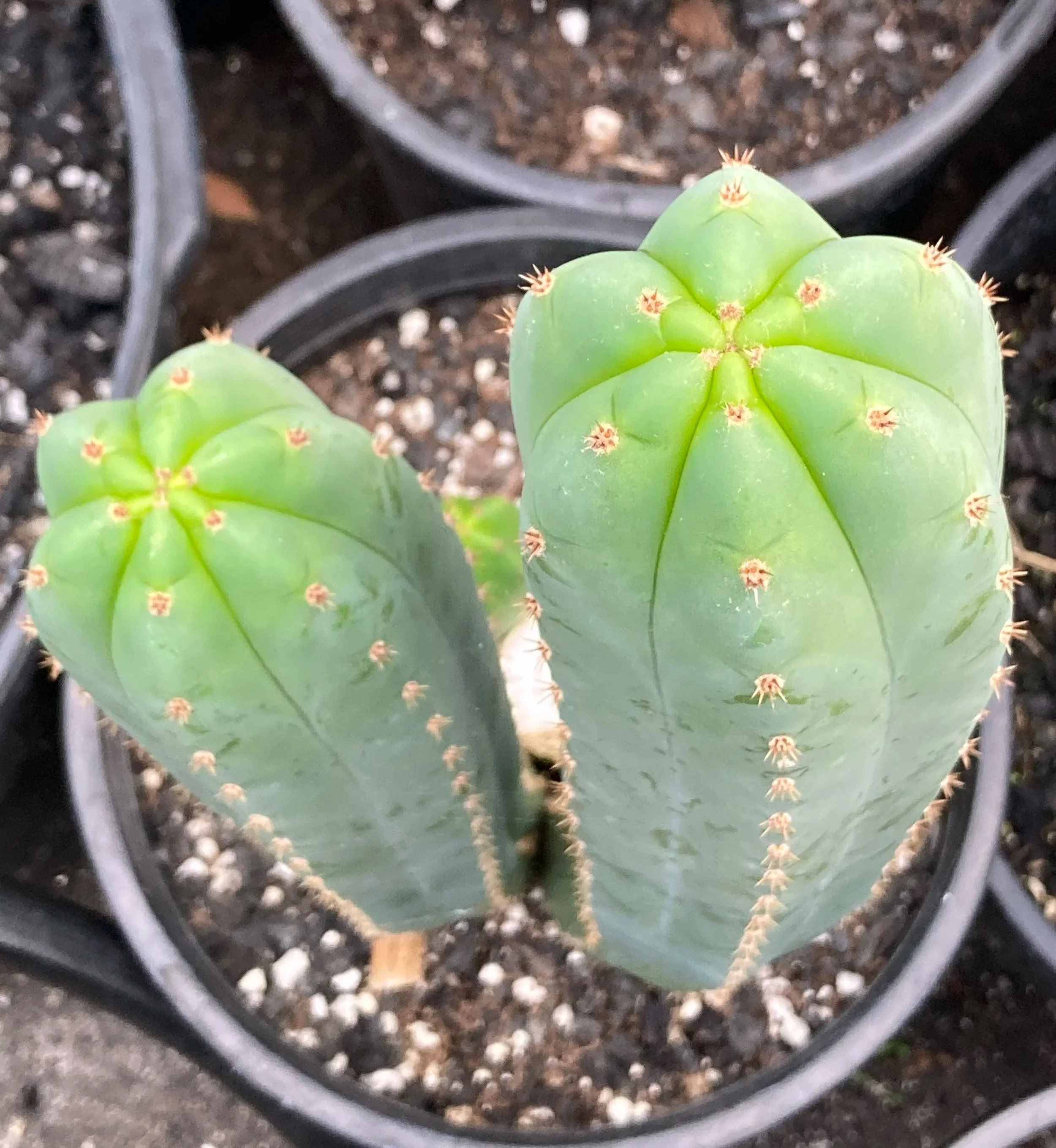 Architect, San Pedro Cactus Cultivar — TEAM WACHUMA
