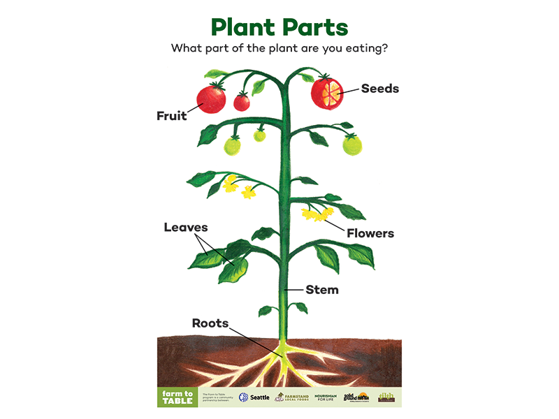 Program Materials — Seattle Farm to Preschool Program