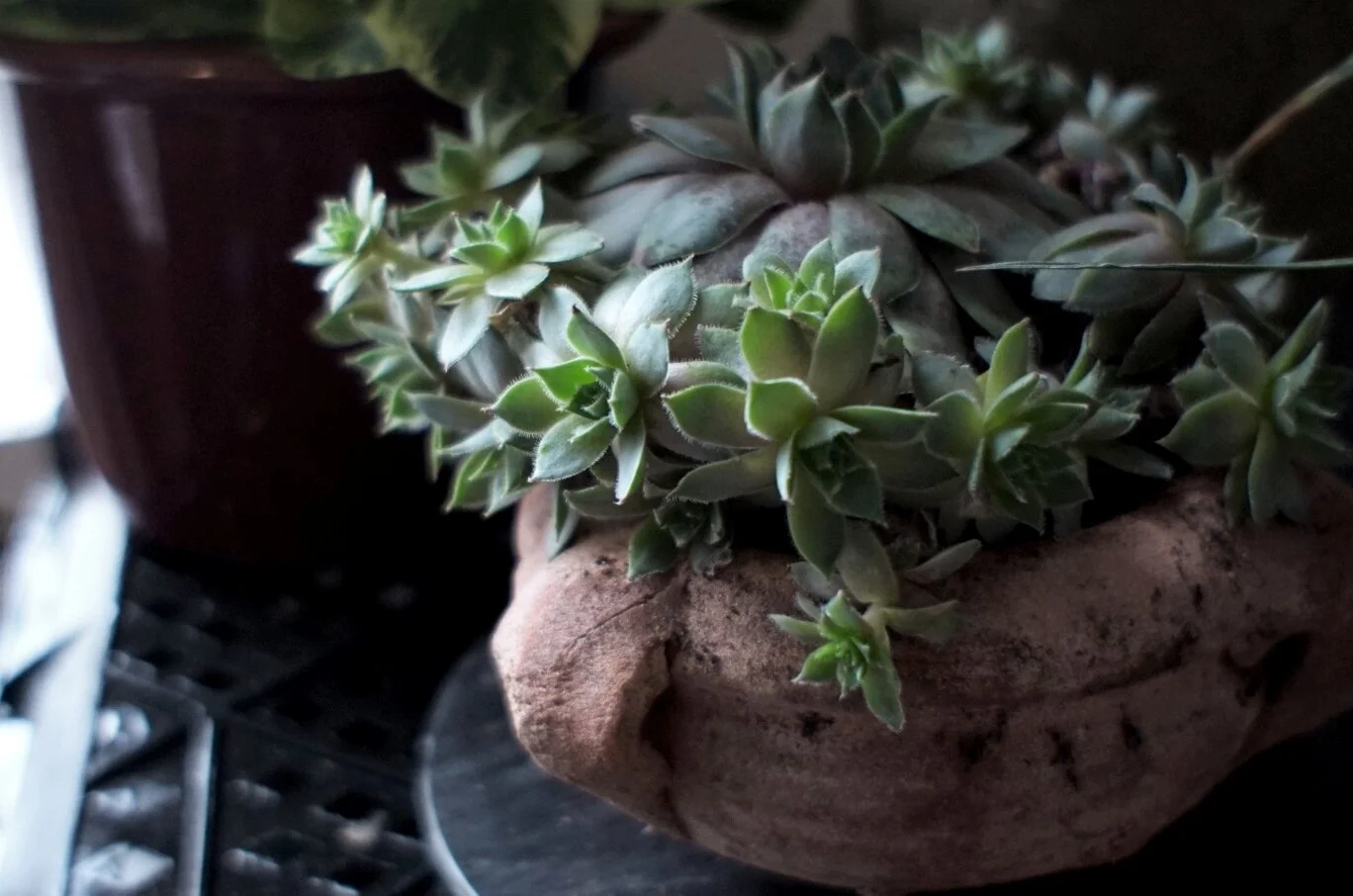 Content Creator — LILLY PIERCE