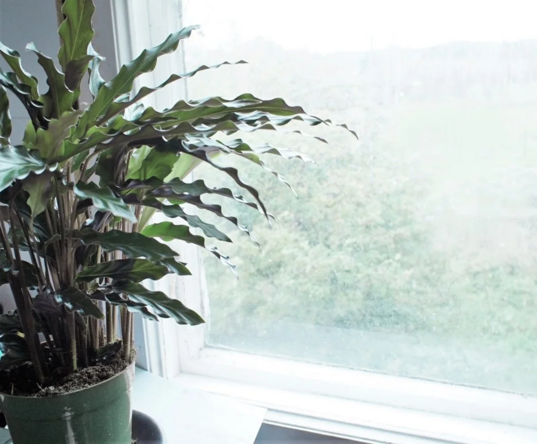 Social Media Management — LILLY PIERCE