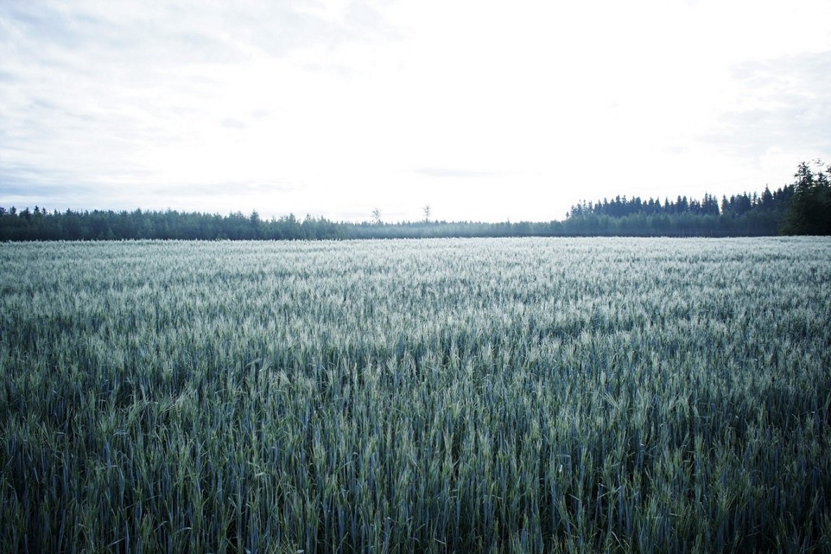 Content Creator — LILLY PIERCE