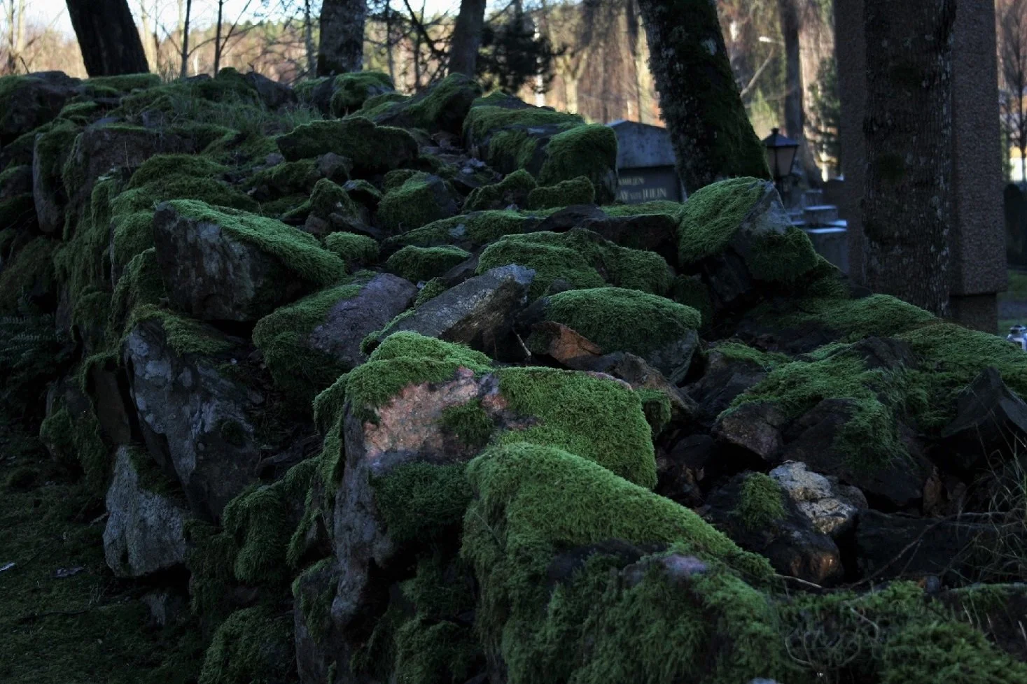 Content Creator — LILLY PIERCE