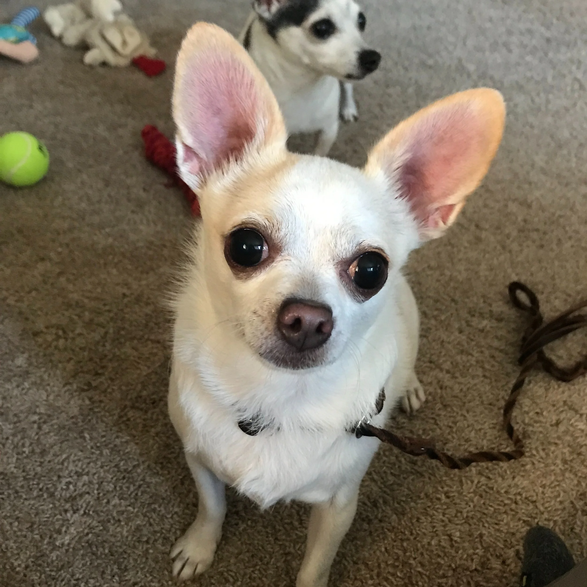 Trusty Dog Training Tulsa - Trusty Dog Training Tulsa