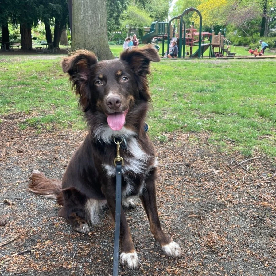 Trusty Dog Training Tulsa | Trusty Dog Training Tulsa | Dog Trainer in ...