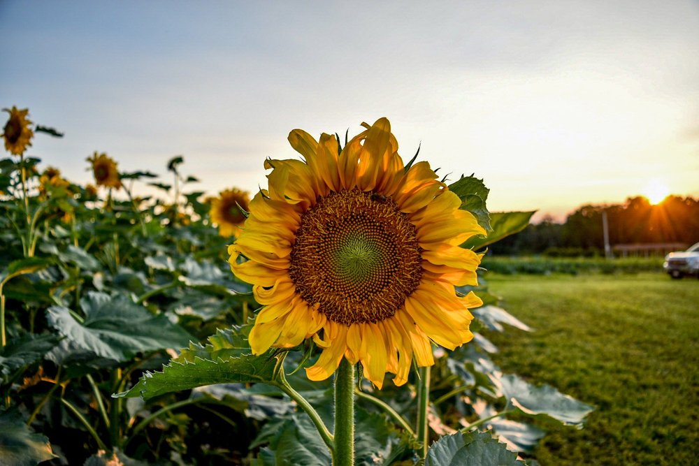 Pick Your Own — Styer Orchard