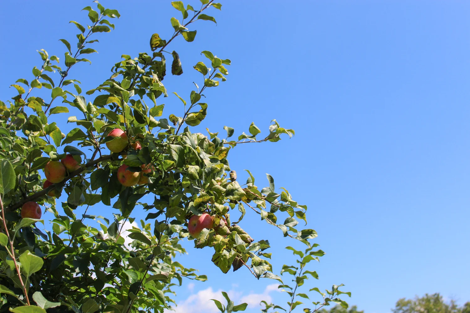 Pick Your Own — Styer Orchard