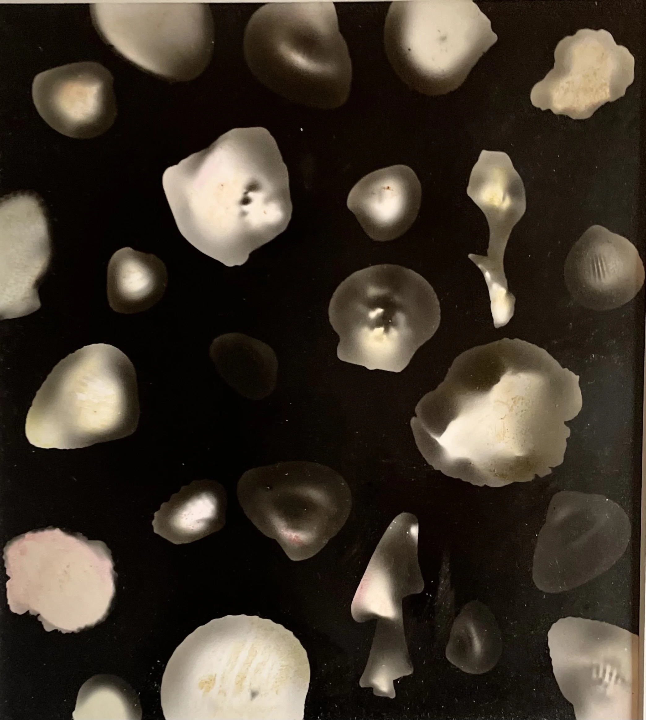 Photograms — Melissa Wanamaker