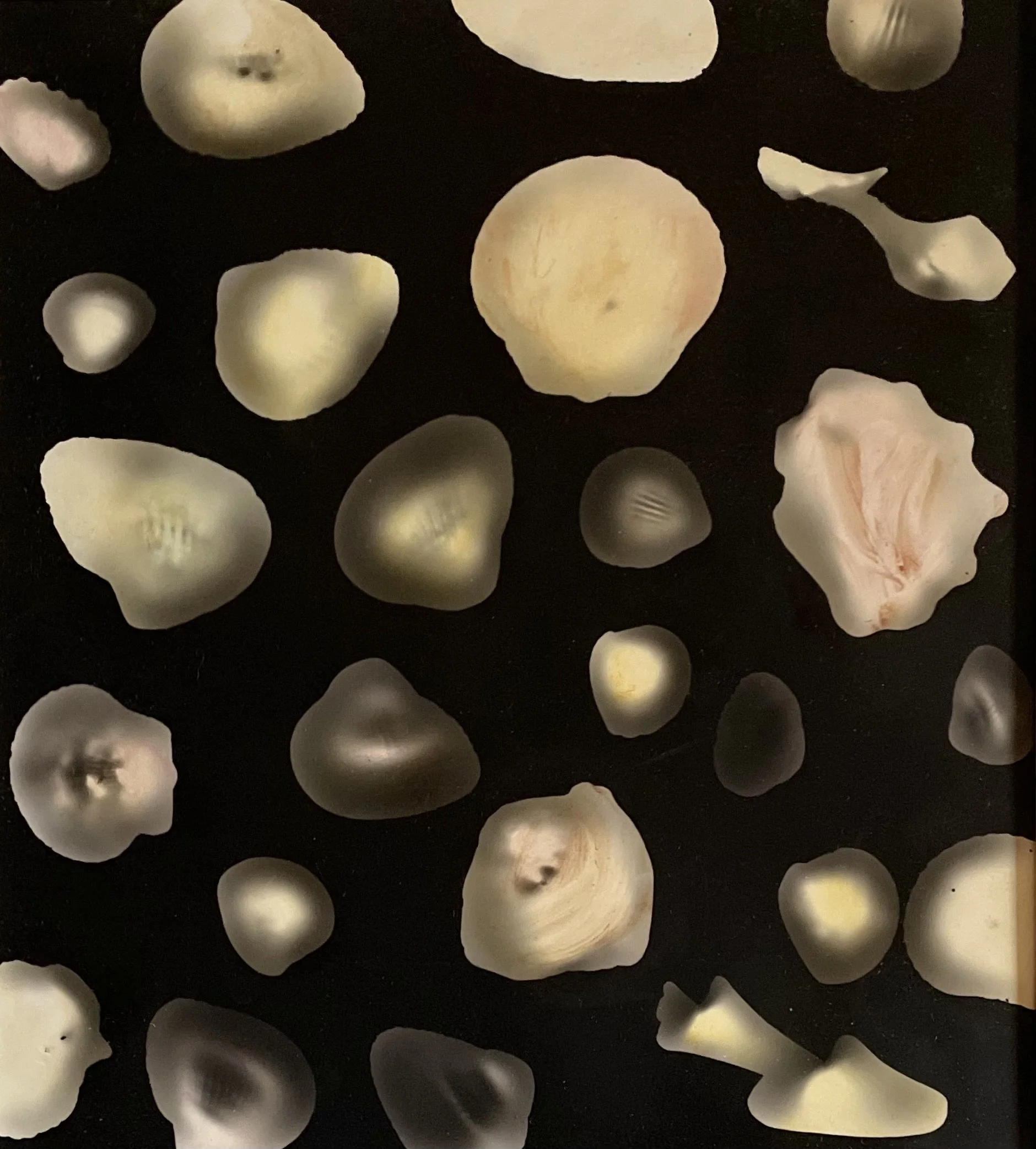 Photograms — Melissa Wanamaker