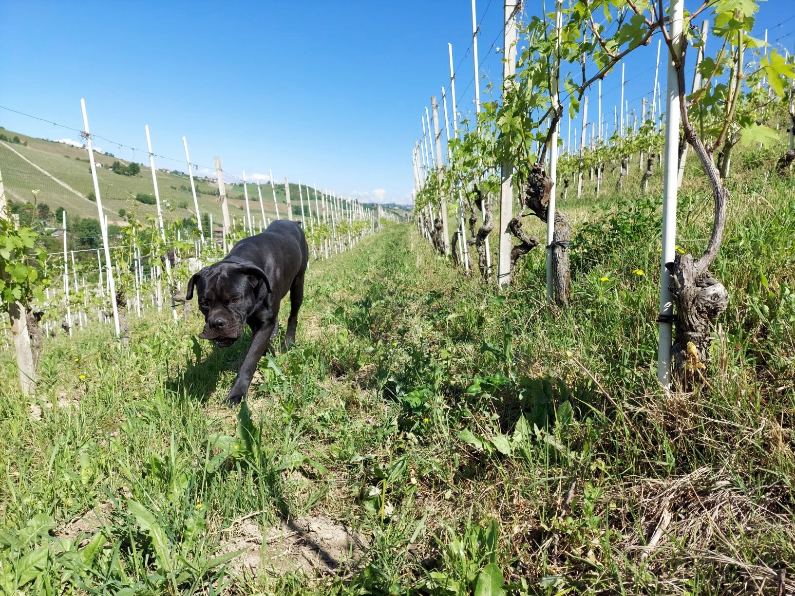 Manuel Marinacci — True North