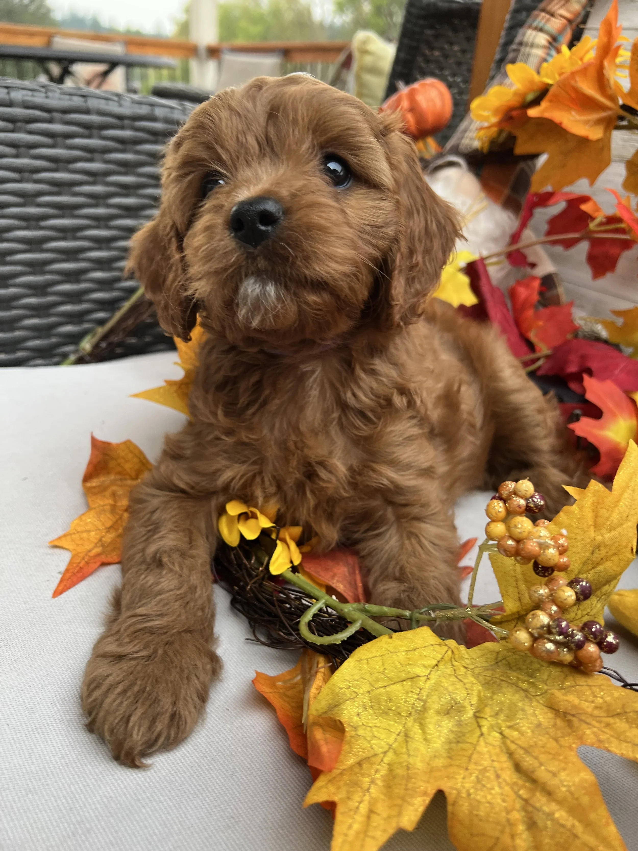 Next Litters — Bark & Bramble