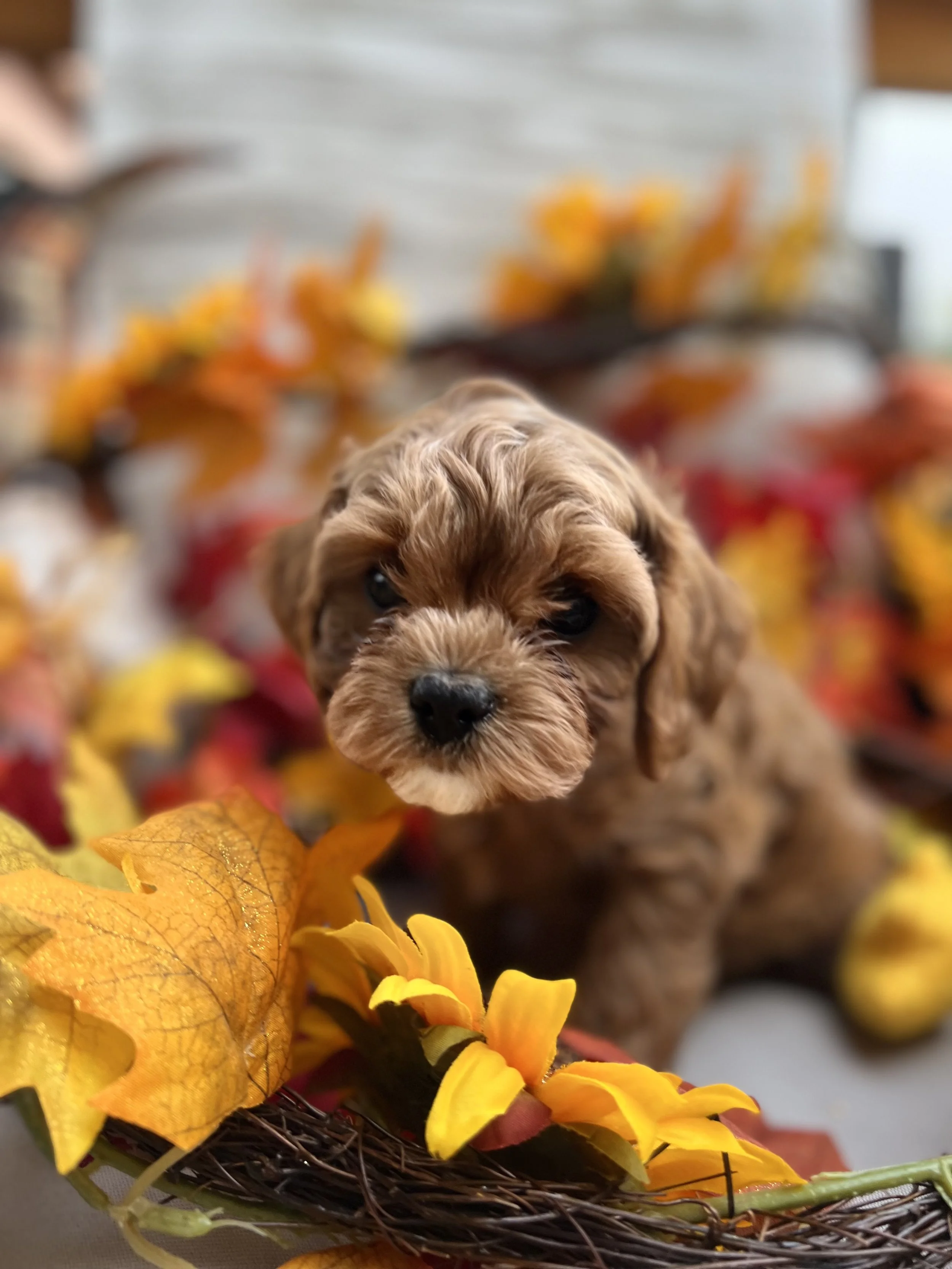 Next Litters — Bark & Bramble