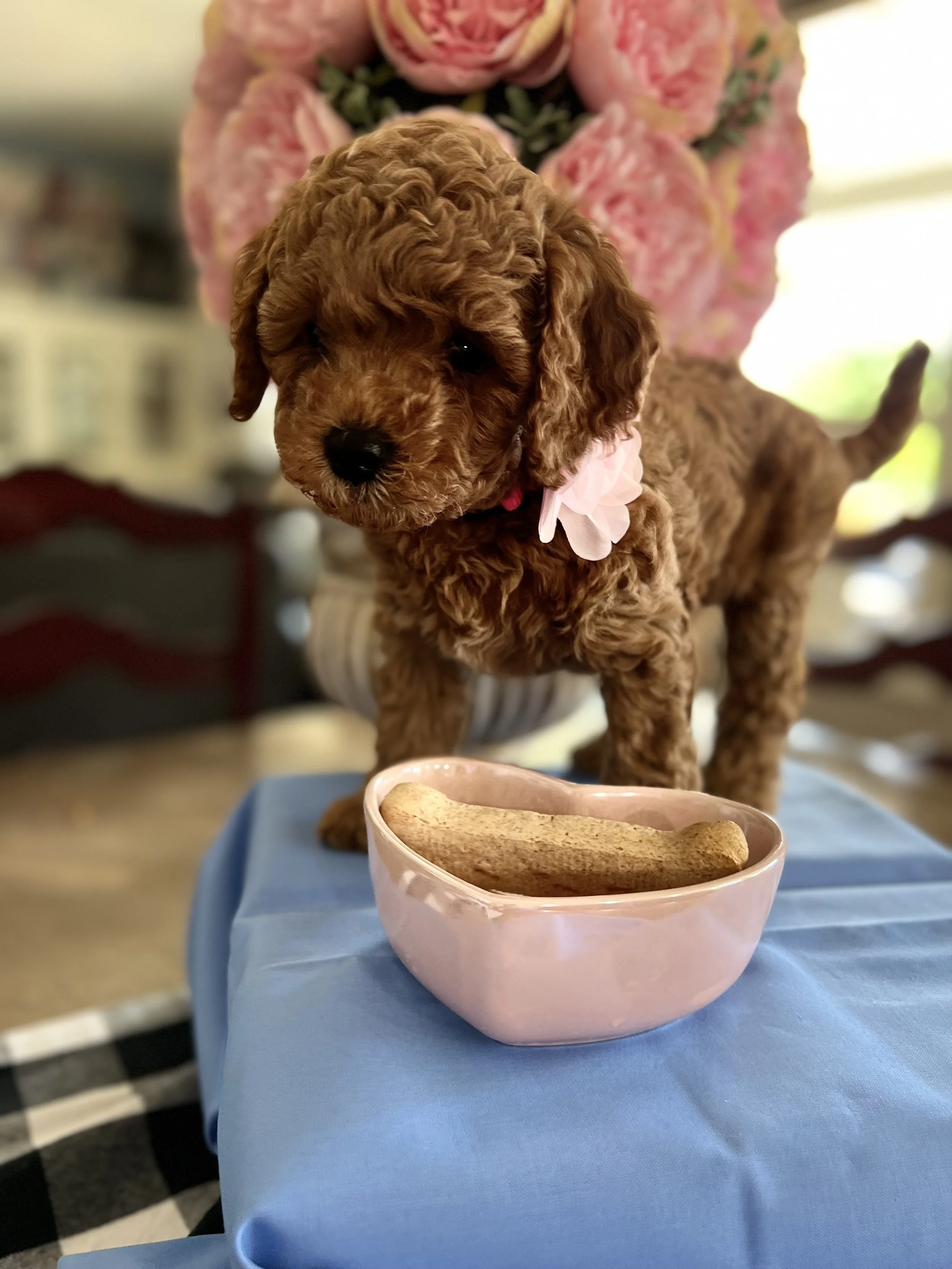 Cavapoochon Puppies — Bark & Bramble