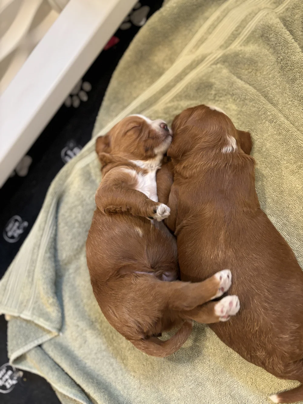 Next Litters — Bark & Bramble