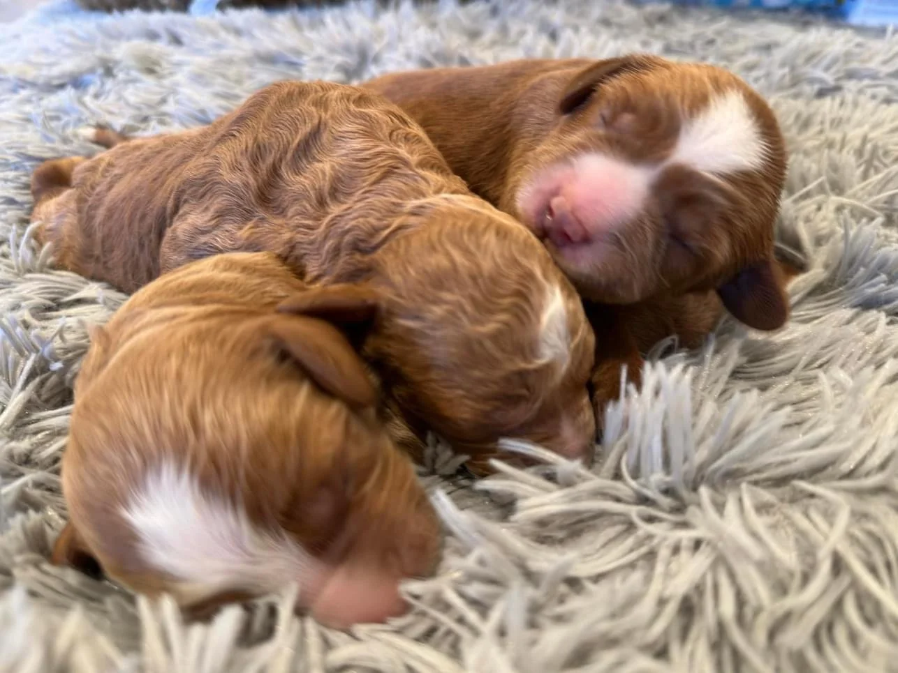 Next Litters — Bark & Bramble