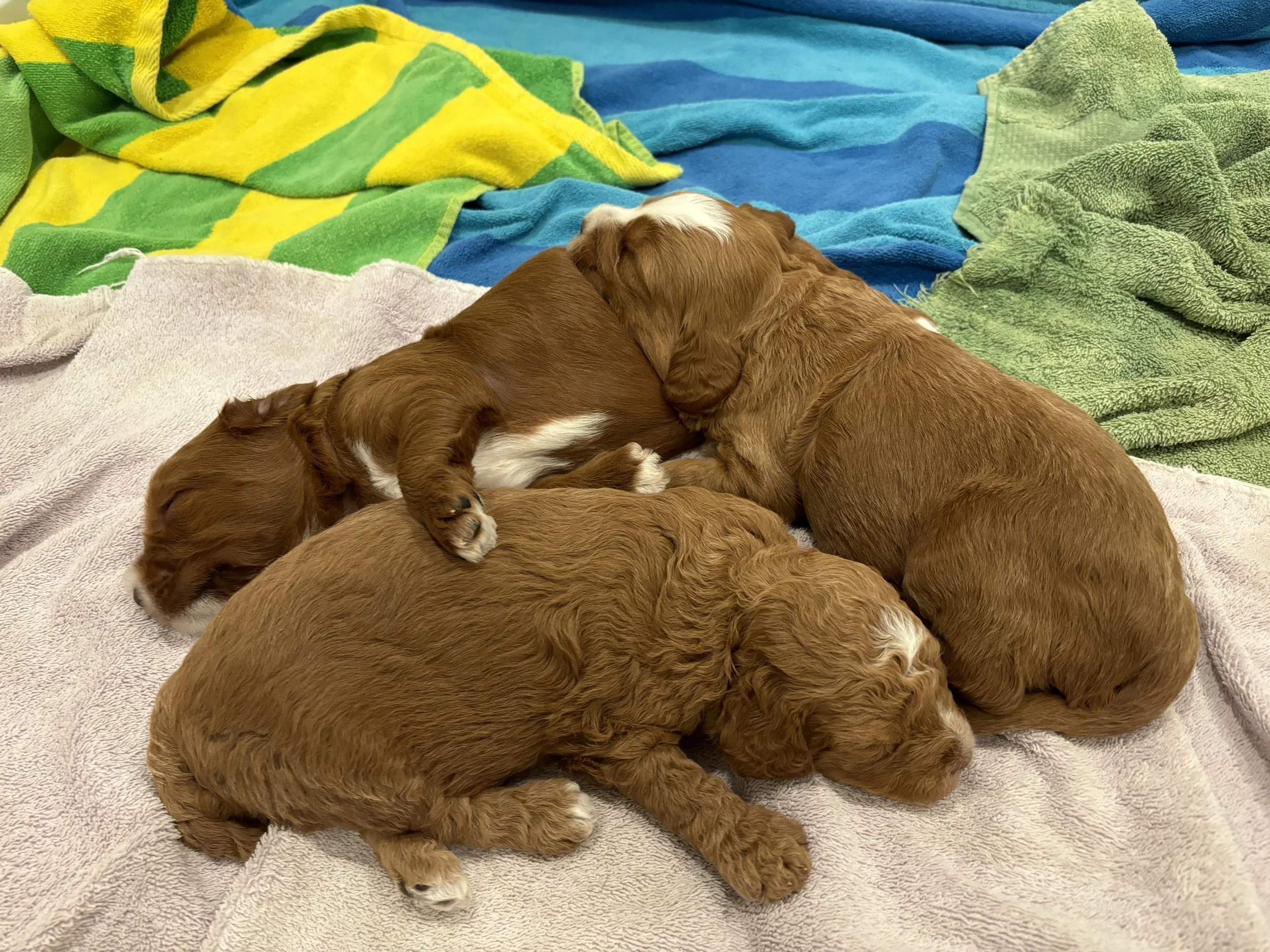Next Litters — Bark & Bramble