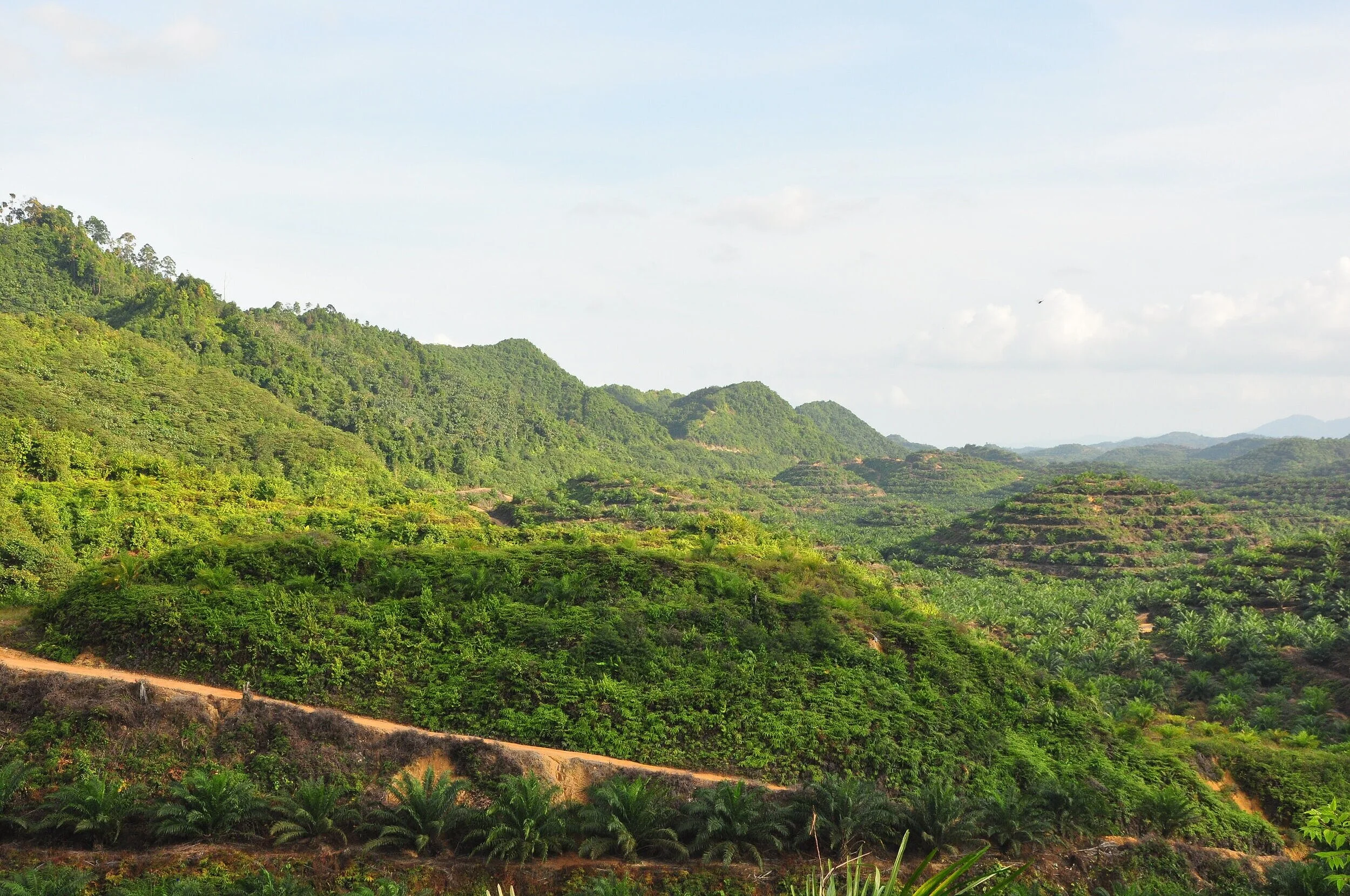 Case Study Malaysia — PT Hijau Daun