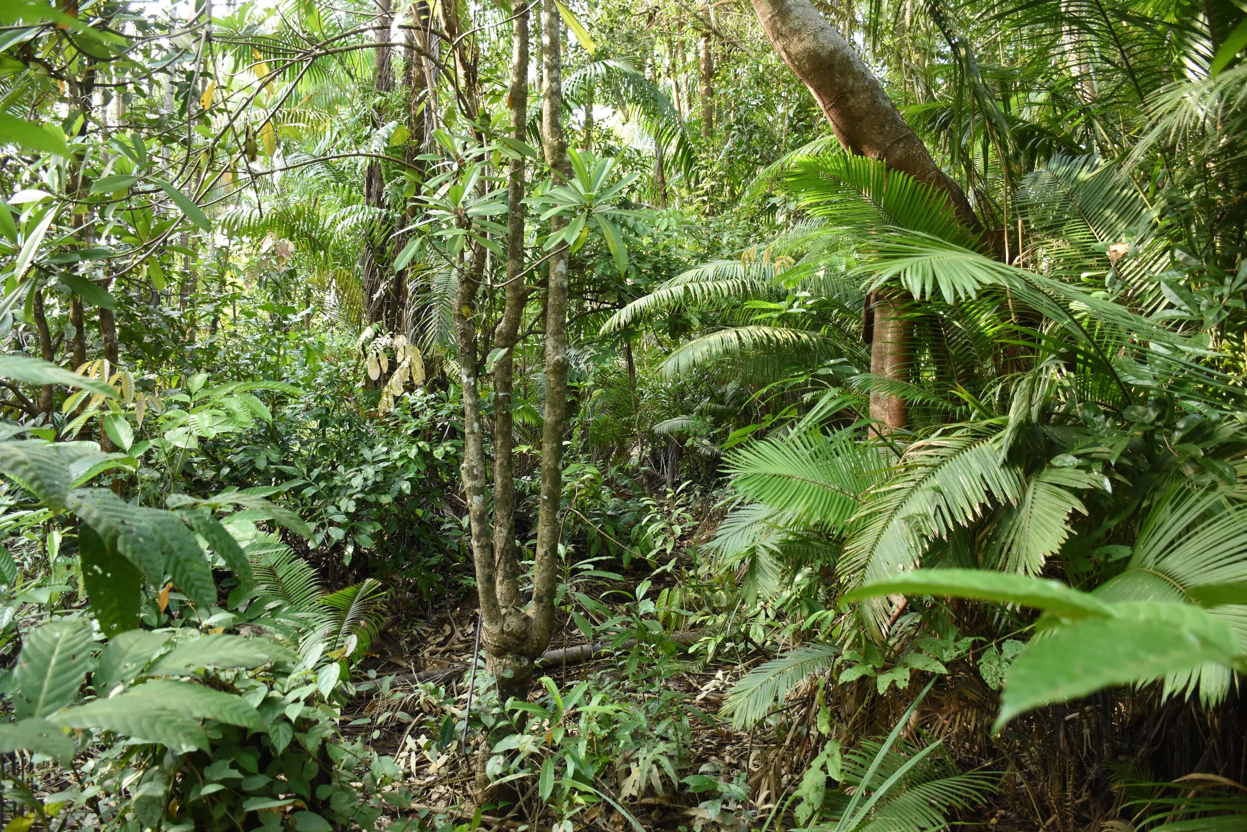 High Carbon Stock Assessments — PT Hijau Daun