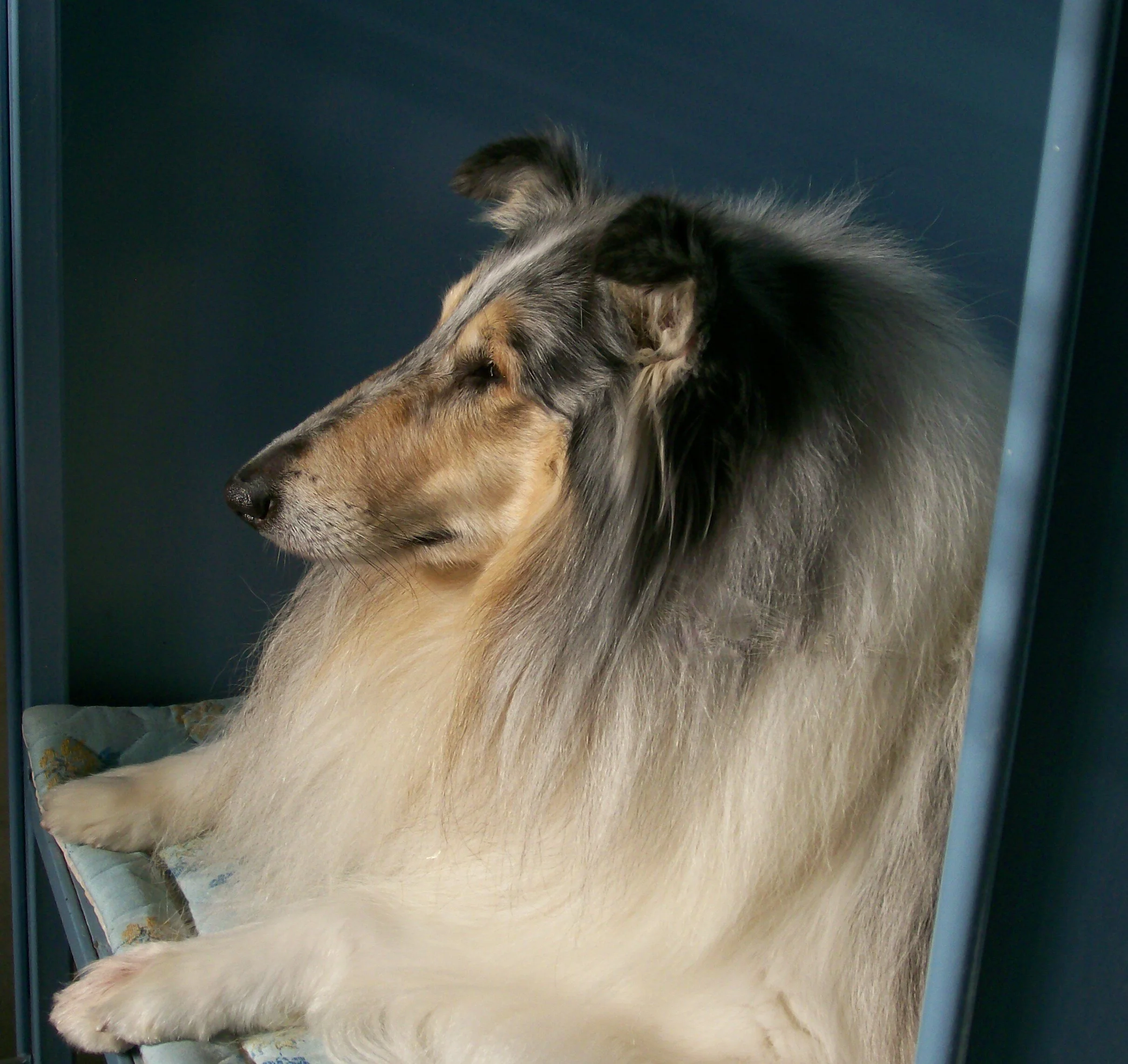 My Boys — TRENWYTH COLLIES