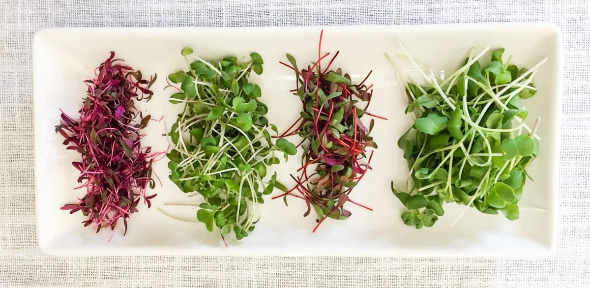 Our Partnership with Roots ‘n’ Shoots Microgreens — Appetite 4 Change, LLC