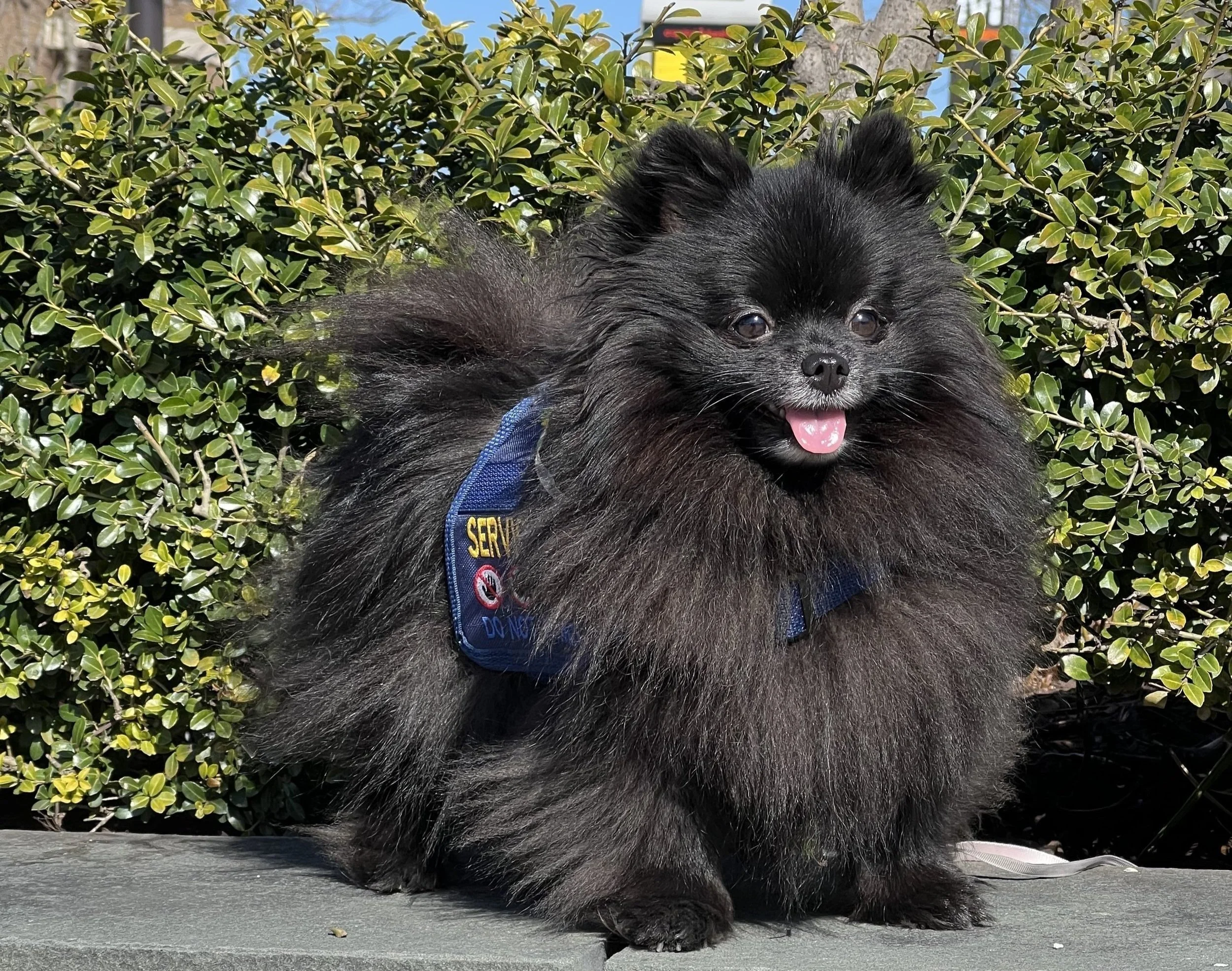 Coastal Service Dogs
