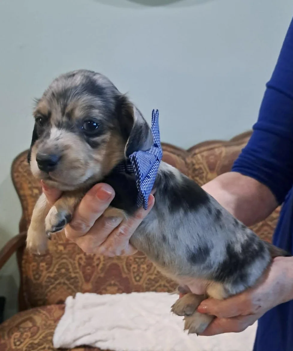 Available Puppies — Wildflowerdachshunds.com