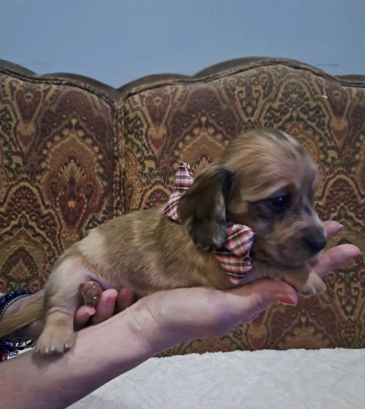 Available Puppies — Wildflowerdachshunds.com