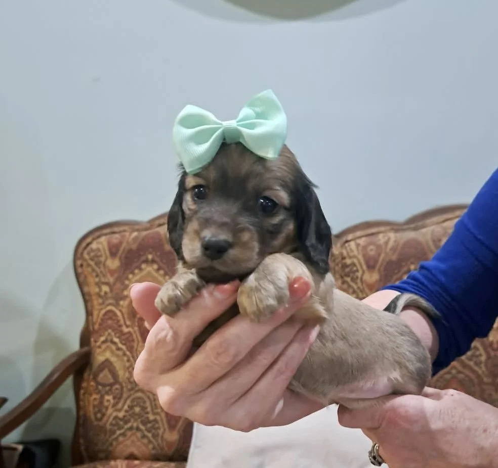 Available Puppies — Wildflowerdachshunds.com