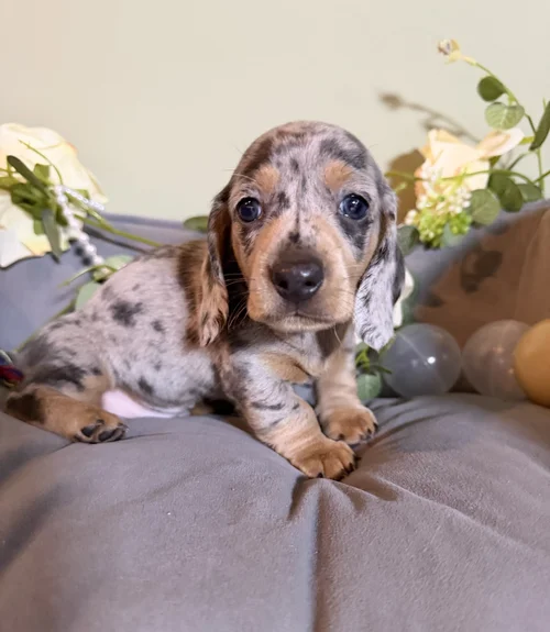 Wildflower Dachshunds |Miniature Dachshund Puppies for Sale