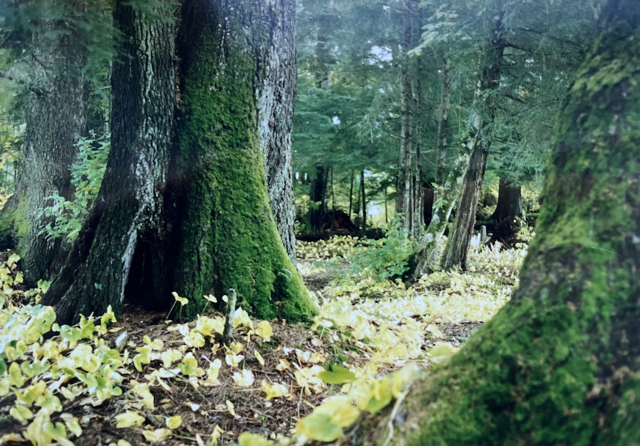 The Indian Cemetery: Wrangell's Oldest Cemetery — Wrangell History Unlocked