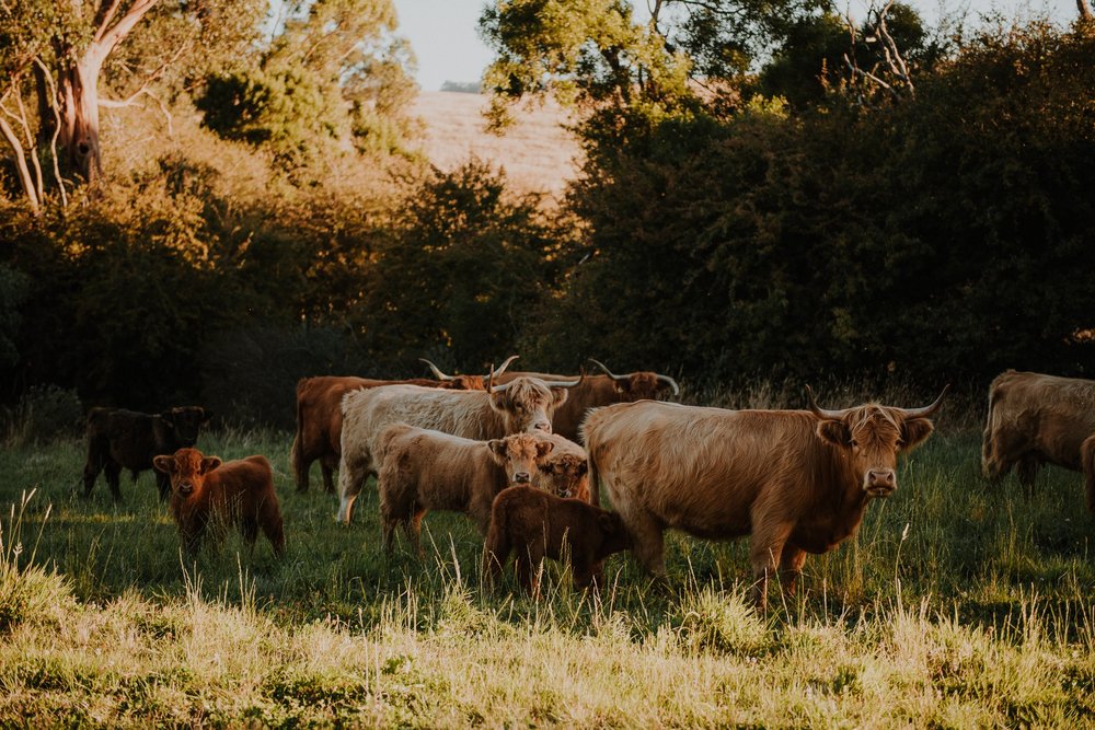 Our Coos — Sky Pastures Farm