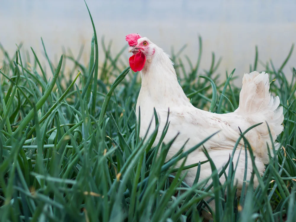 French Poulet de Bresse — Althams Butchers