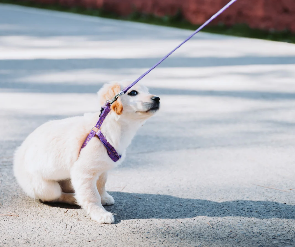 Why Won’t My Puppy Walk? — Happy Buddies