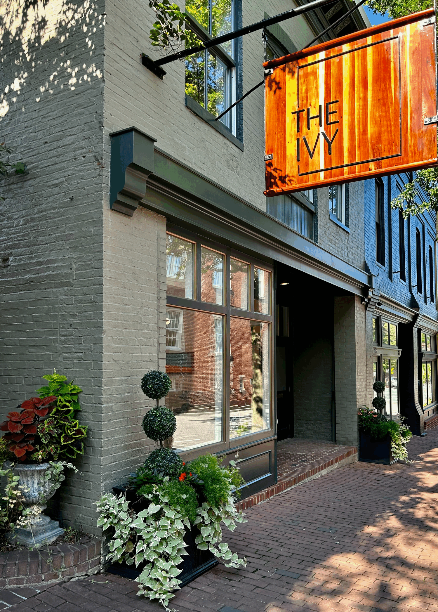 The Ivy