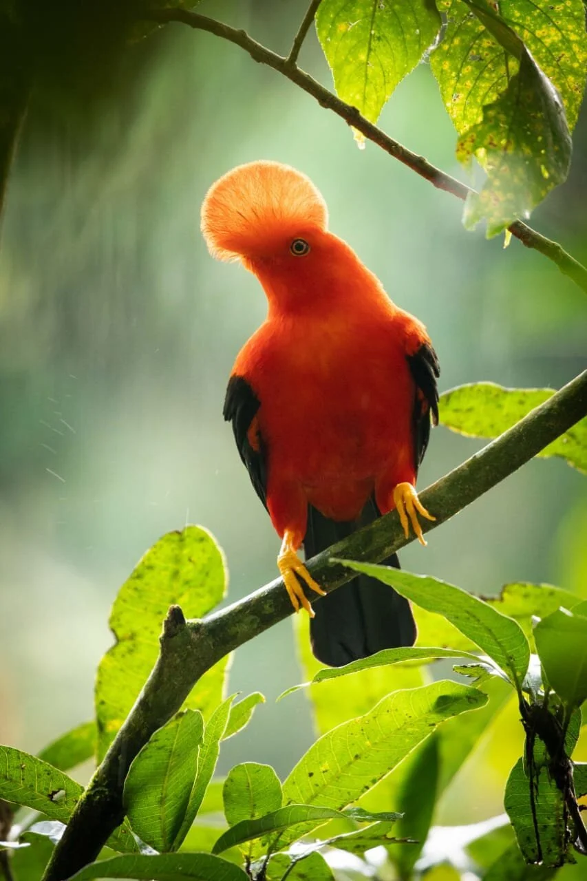 The Top 10 Reserves for Filming Birds in Colombia — WhereNext