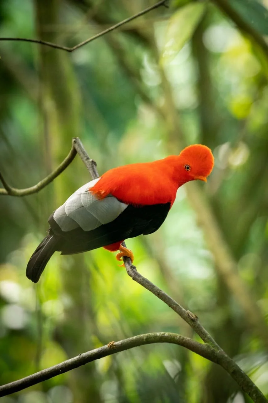 The Top 10 Reserves for Filming Birds in Colombia — WhereNext