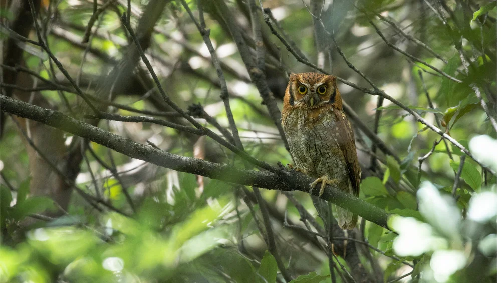 Here Are the Top 10 Owls You Can Film in Colombia — WhereNext